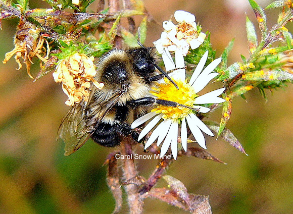 Common Eastern Bumblebee | Project Noah