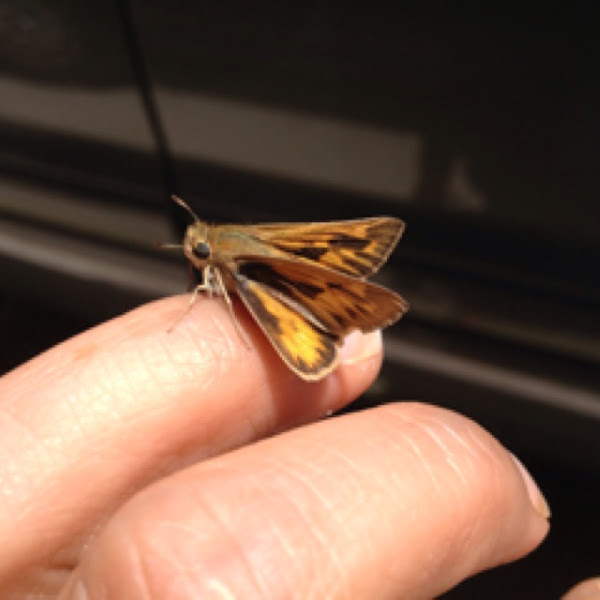 Fiery Skipper | Project Noah