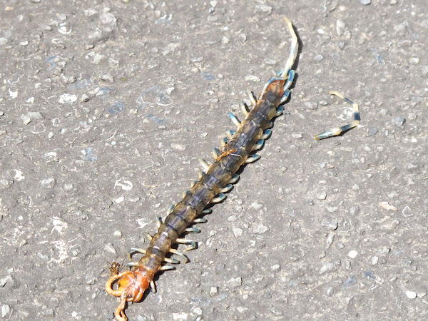 Blue-legged-centipede | Project Noah