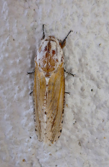 Carpenter Moth | Project Noah