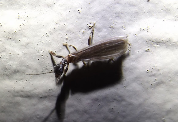 Black Webspinner | Project Noah