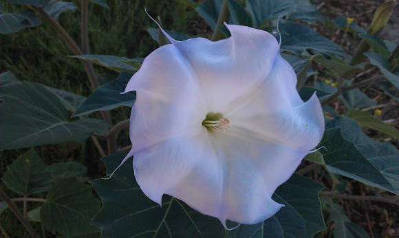 Jimson Weed | Project Noah