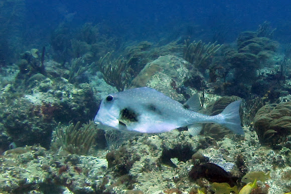 Buffalo Trunkfish | Project Noah