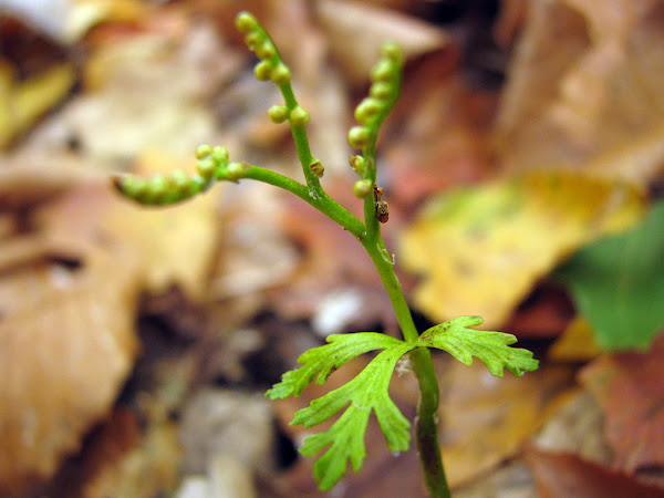 Triangle Grape Fern | Project Noah