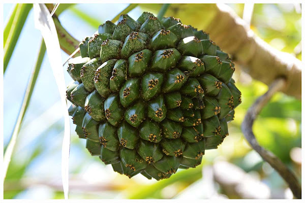 Dioecious trees | Project Noah