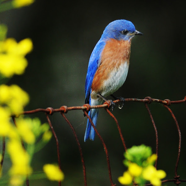 Robin & Bluebirds of the Atlanta Region | Project Noah