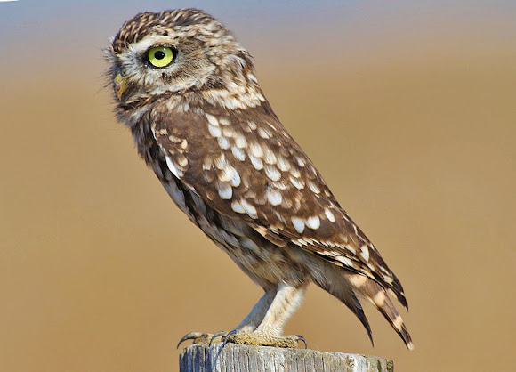 Mocho-galego | Project Noah