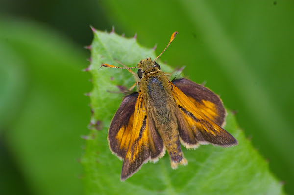 Dakota Skipper | Project Noah