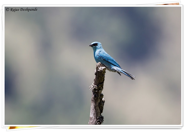 Verditer Flycatcher | Project Noah