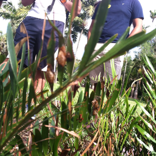 Atala butterfly larvae and pupae | Project Noah