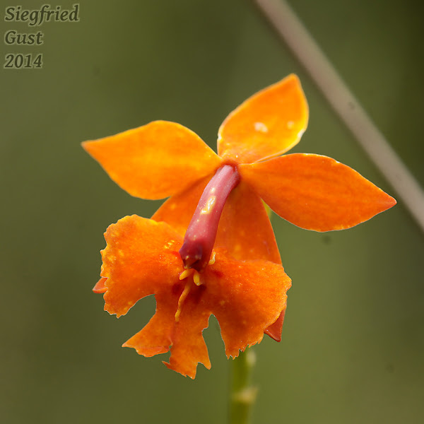 Fiery Reed Orchid | Project Noah