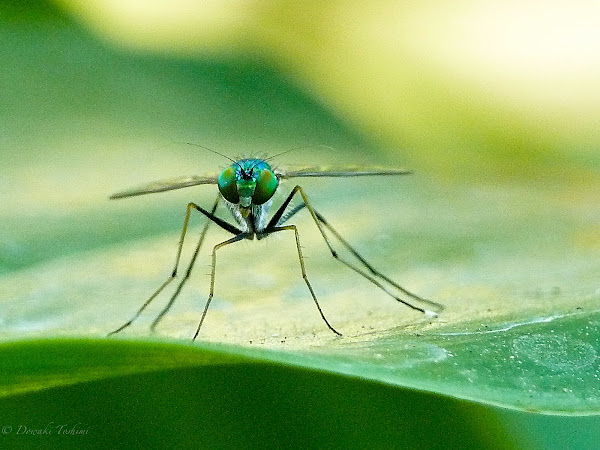 Long-legged Fly | Project Noah