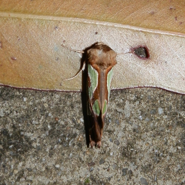 Green Blotched Moth | Project Noah