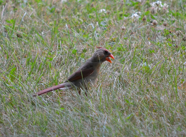 Young Female Cardinal | Project Noah