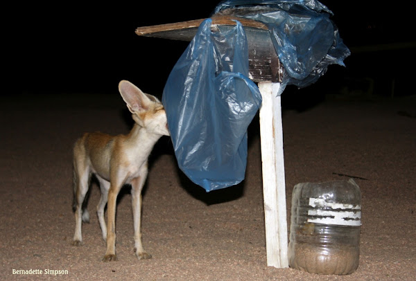 Egyptian Red Fox | Project Noah