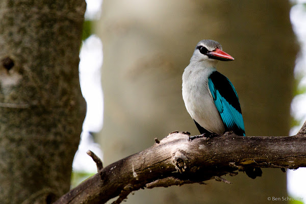 Woodland Kingfisher | Project Noah