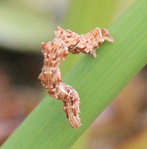 Looper Moth Caterpillar | Project Noah