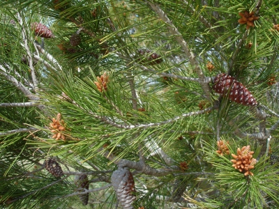 Pi roig | Project Noah