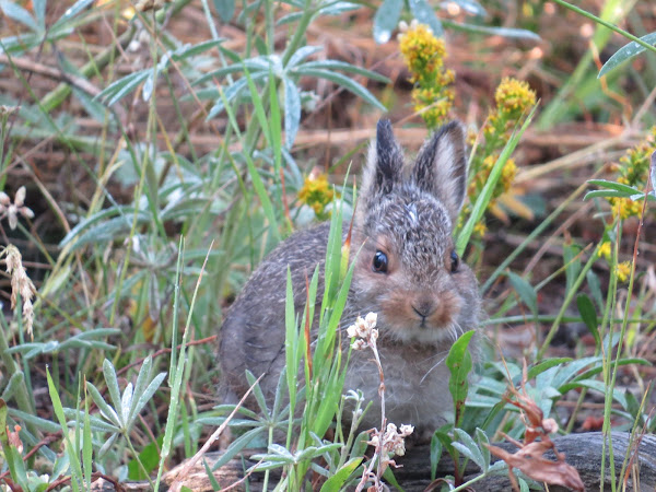 Mountain Cottontail or Nuttall's Cottontail | Project Noah