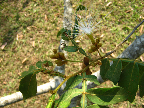 Inga flower (Ingazeira, Brazil) | Project Noah