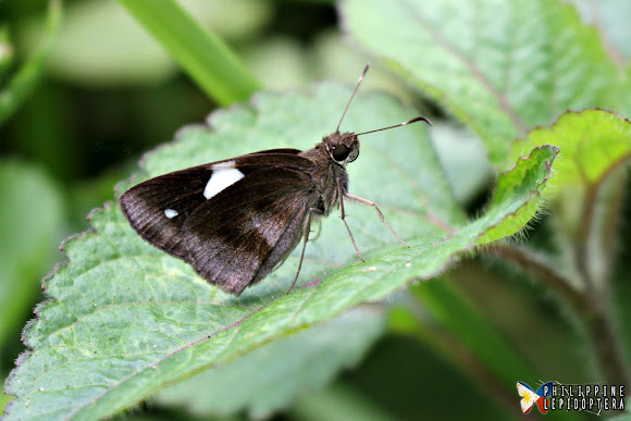 COMMON BANDED DEMON BUTTERFLY | Project Noah
