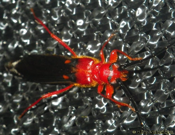 Short elytra longhorn beetles | Project Noah