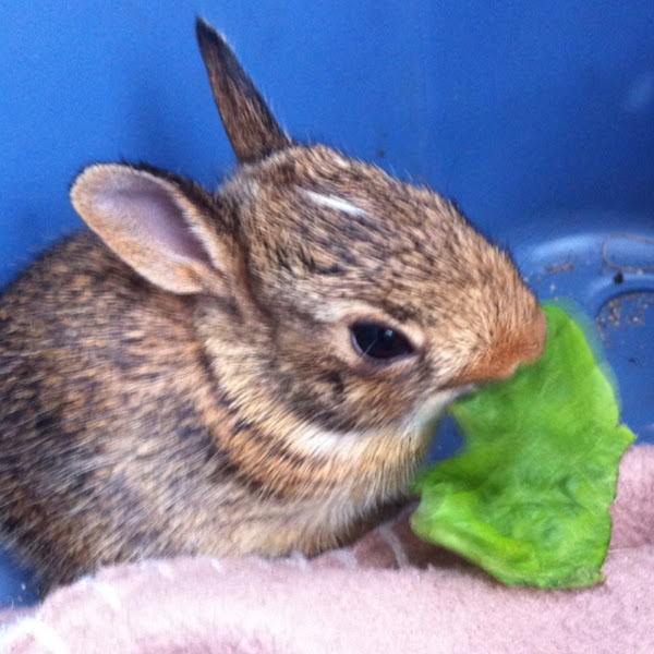 Eastern Cottontail rabbit | Project Noah
