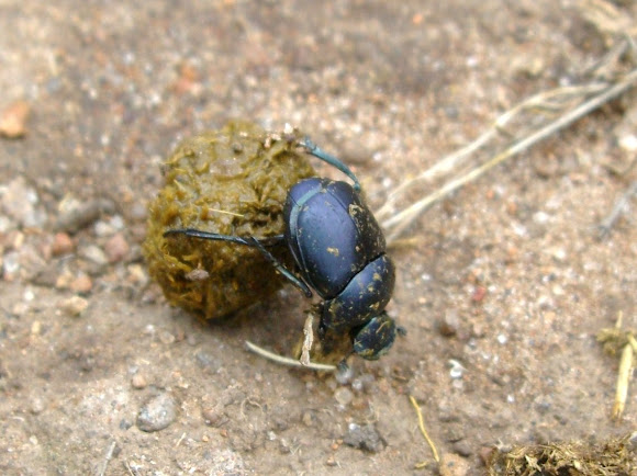 Dung beetle | Project Noah