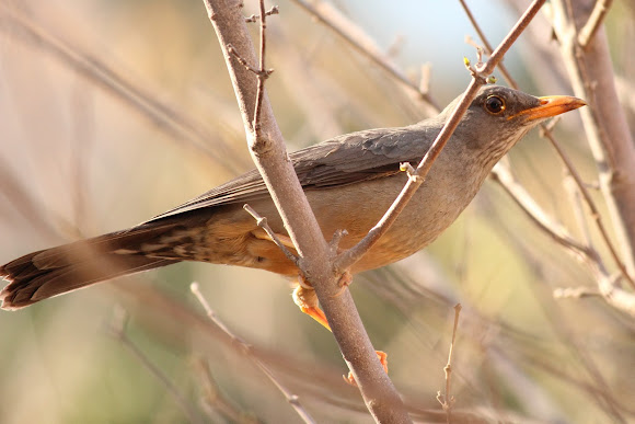 Karoo Thrush (Gevlekte Lyster) | Project Noah