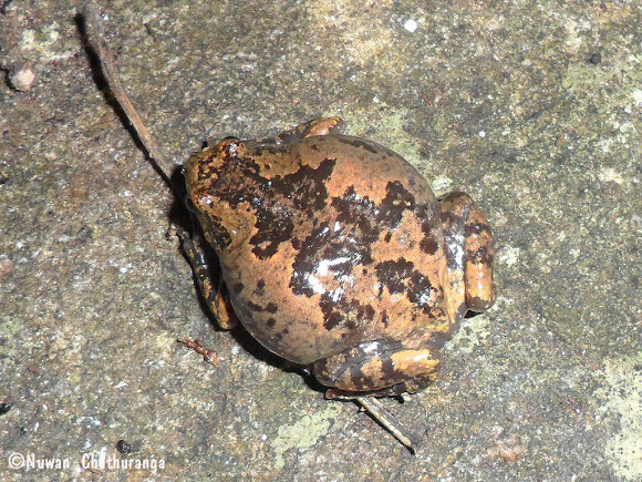 Sri Lanka dot frog | Project Noah