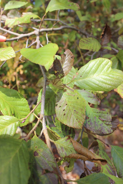 Hazel Alder | Project Noah