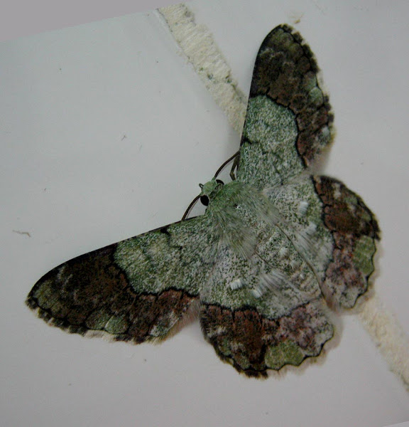 Grey Bark Moth | Project Noah