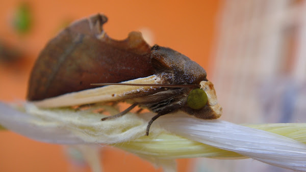 Polilla búho | Project Noah