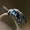 Neon Cuckoo Bee | Project Noah