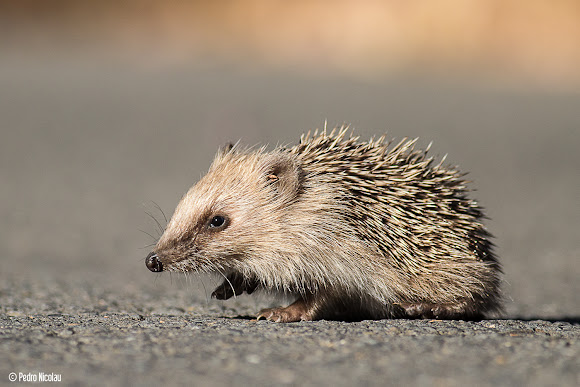 European Hedgehog | Project Noah