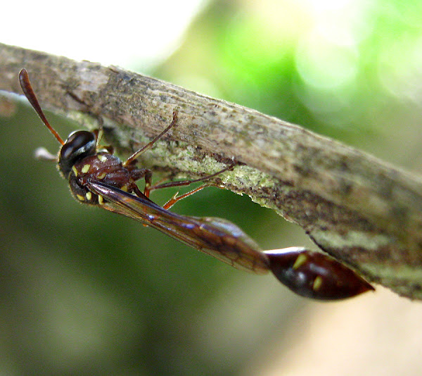 Hover Wasp | Project Noah