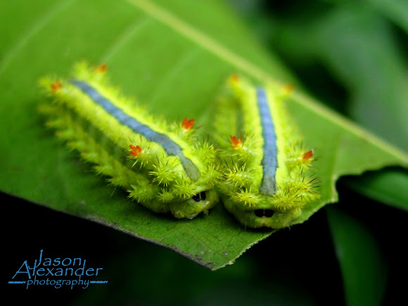Blue-striped Nettle Grub | Project Noah