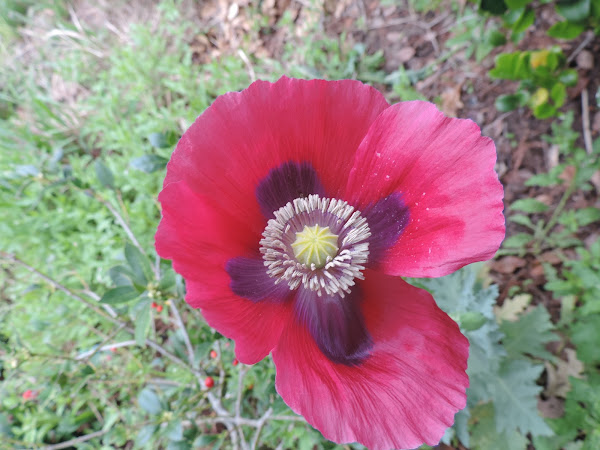 Poppy | Project Noah