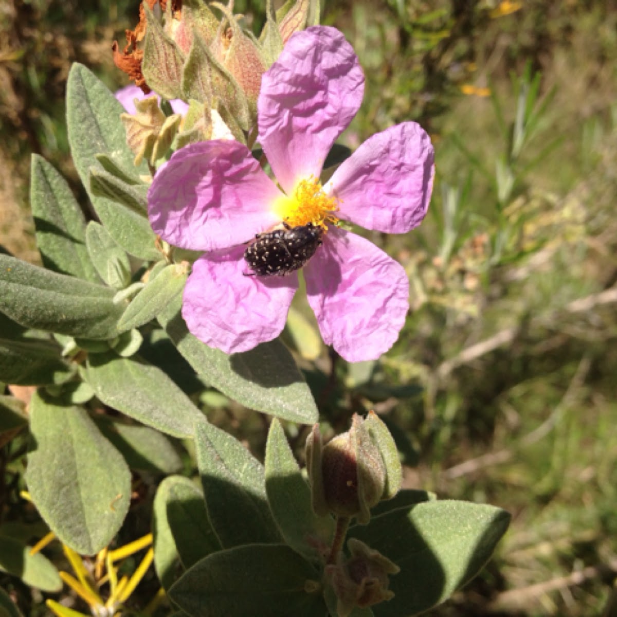 Oxythyrea funesta | Project Noah