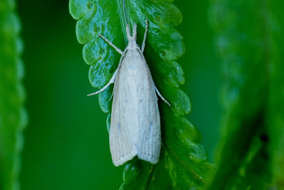 Rice Stem Borer | Project Noah