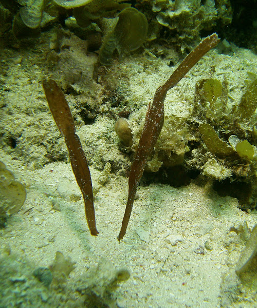 Robust ghost pipefish | Project Noah