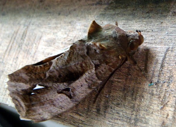 Bat-mimic Moth | Project Noah