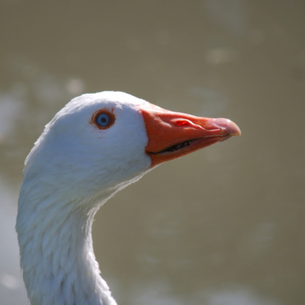 Embden Goose | Project Noah