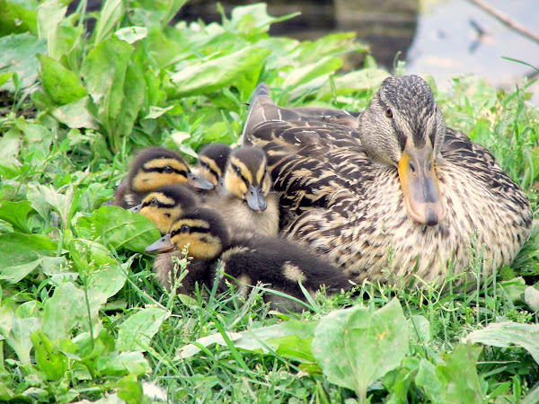 Mallard | Project Noah