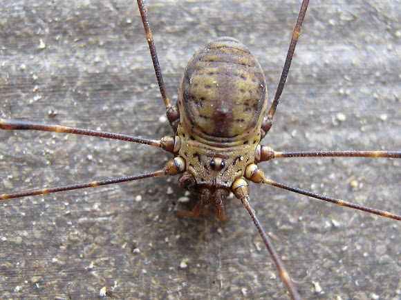 Opiliones | Project Noah
