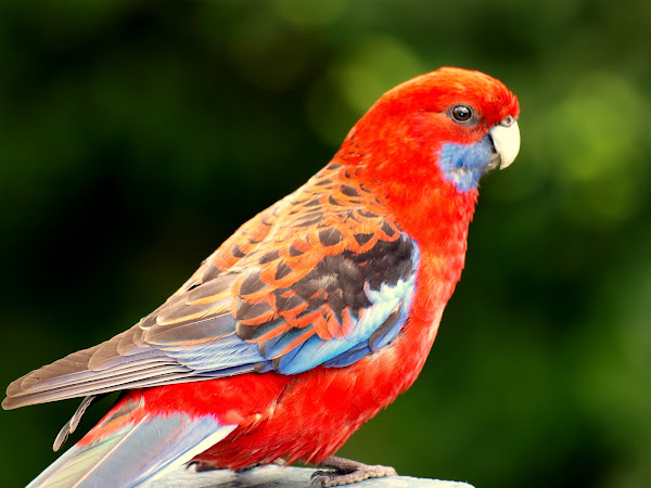 Crimson Rosella | Project Noah