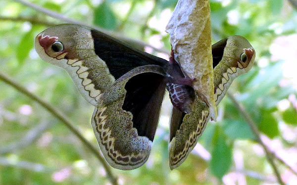 Promethea Silk Moth (Male) | Project Noah