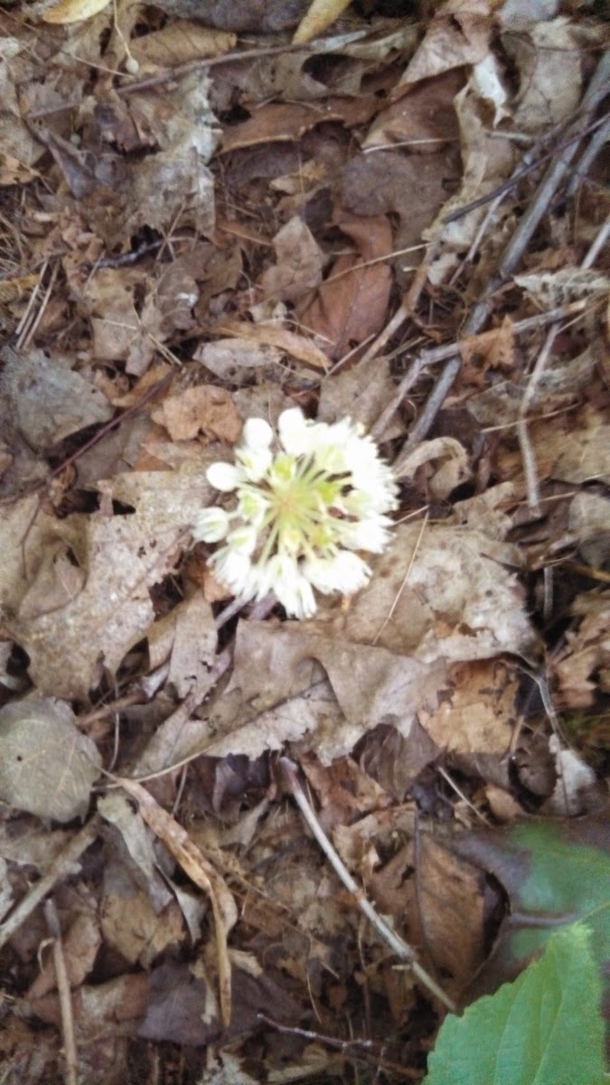 Spotting | Project Noah