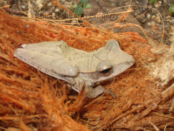 Common Indian Tree Frog | Project Noah