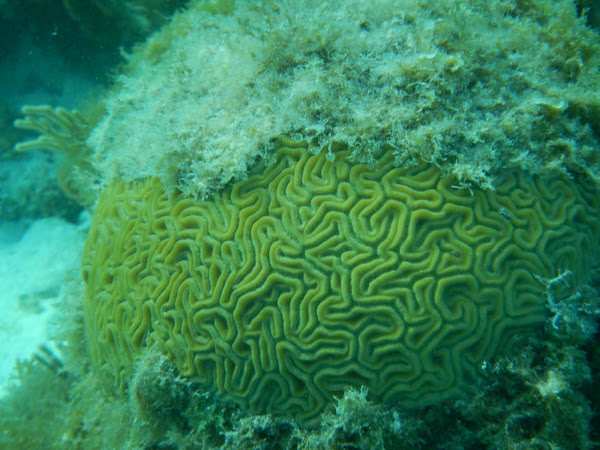 Grooved Brain Coral | Project Noah